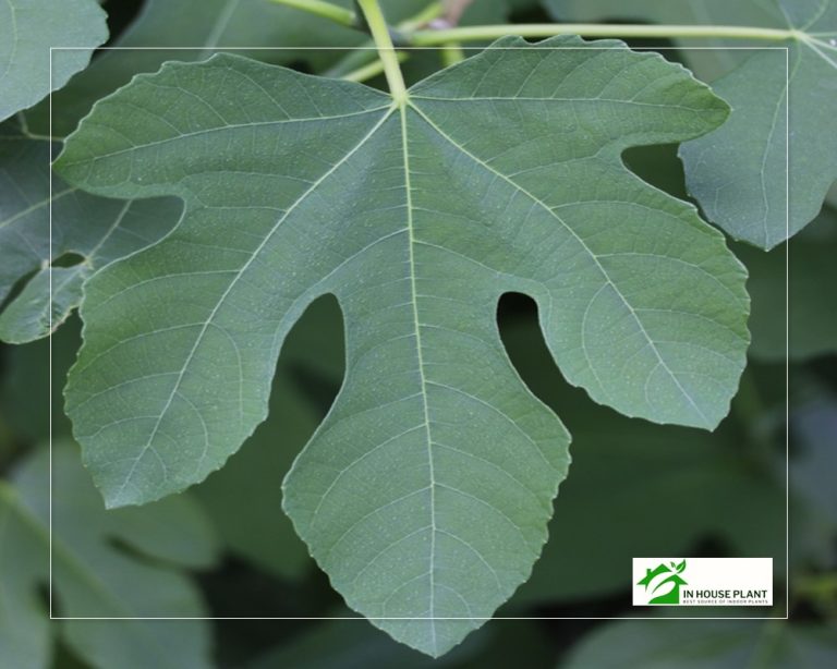 Ficus Identification By Leaf: A True Gallery of 18 Most Popular Ficus ...