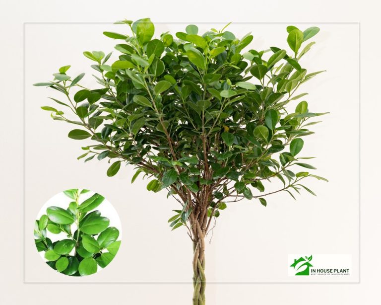 Ficus Identification By Leaf: A True Gallery of 18 Most Popular Ficus ...