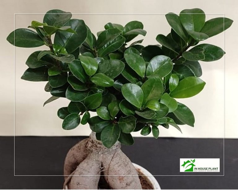 Ficus Identification By Leaf: A True Gallery of 18 Most Popular Ficus ...