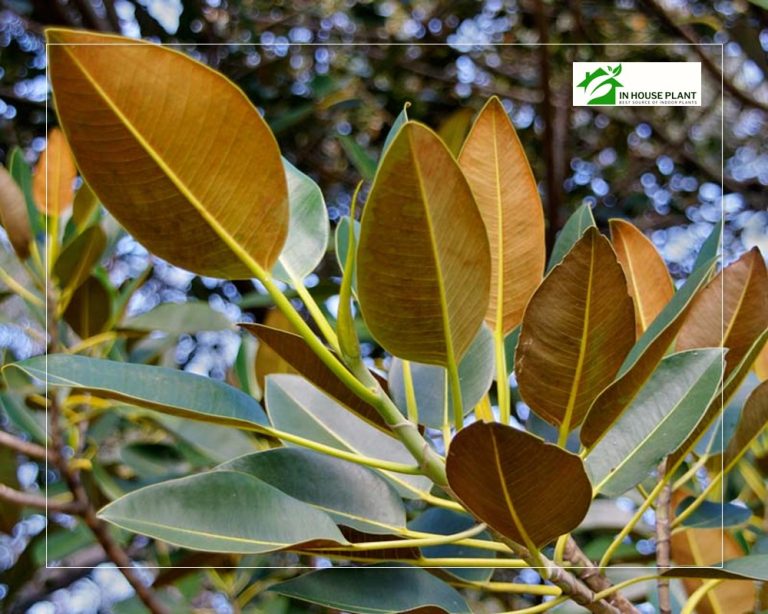 Ficus Identification By Leaf: A True Gallery of 18 Most Popular Ficus ...