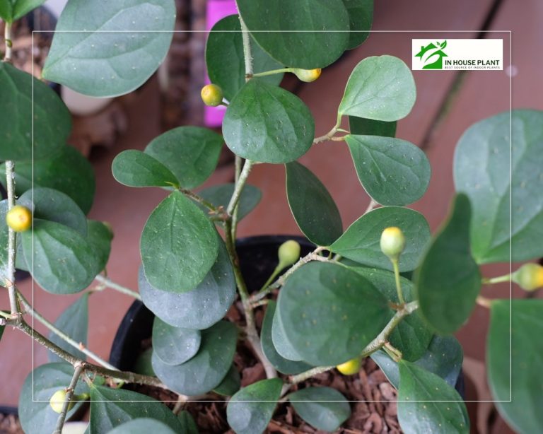 Ficus Identification By Leaf: A True Gallery of 18 Most Popular Ficus ...