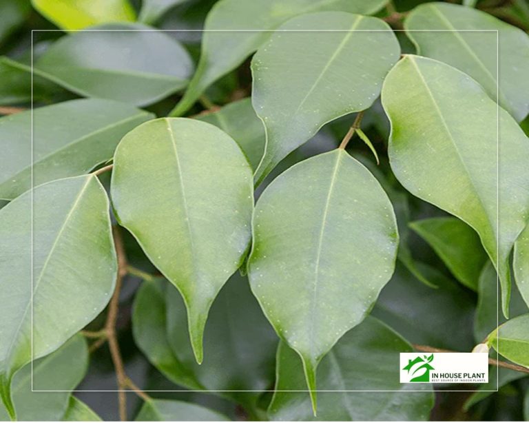 Ficus Identification By Leaf: A True Gallery of 18 Most Popular Ficus ...