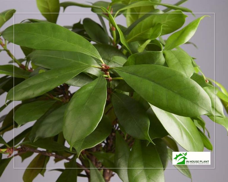 Ficus Identification By Leaf: A True Gallery of 18 Most Popular Ficus ...