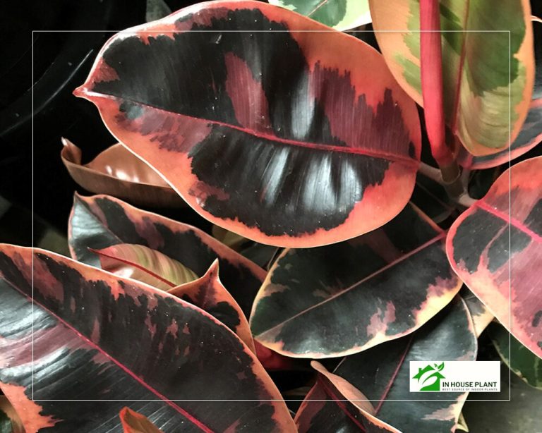 Ficus Identification By Leaf: A True Gallery of 18 Most Popular Ficus ...