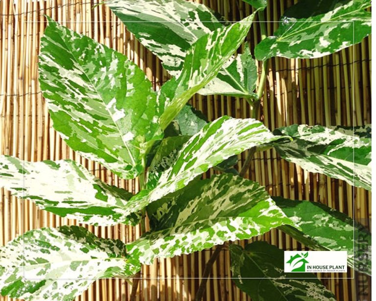 Ficus Identification By Leaf: A True Gallery of 18 Most Popular Ficus ...