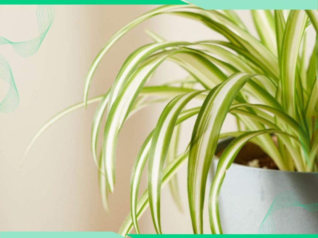Identify House Plants By Leaf: Easy and True - InHousePlant - Your ...