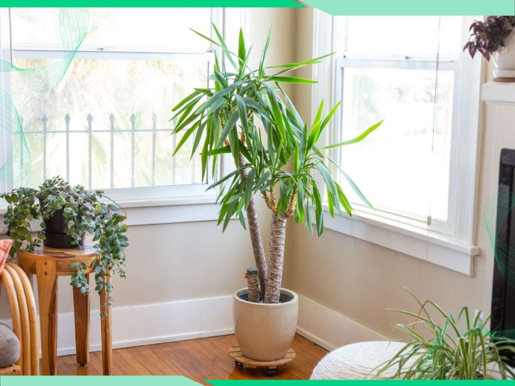Identify House Plants By Leaf: Easy and True - InHousePlant - Your ...