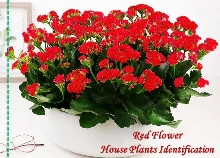 18 Red Flowering House Plants to Enhance your Indoor Décor ...