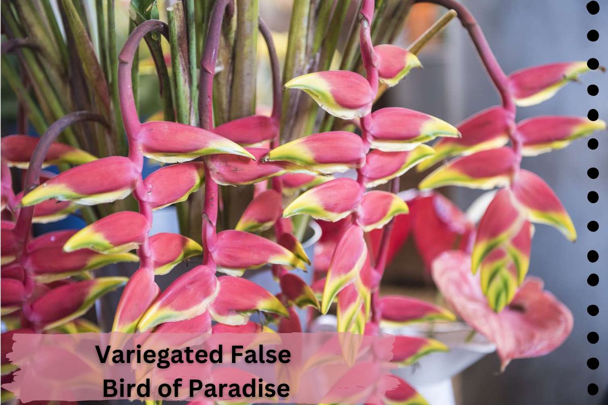 Rare Low-Light Houseplants in 2024: Choosing Wisely Based on Expert ...