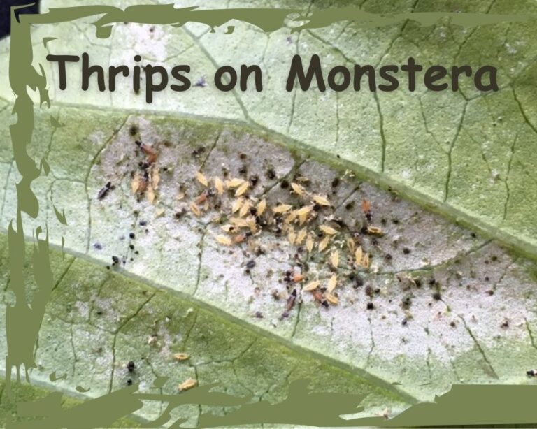 Thrips on Monstera: Hear to my Experiences to Get Rid of Them ...