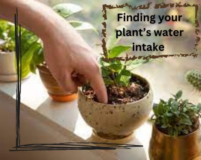 The best practice for Watering plants in pots without drainage ...