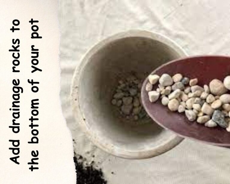 Why Do Some Plant Pots not Have Holes? The Best Answer - InHousePlant ...