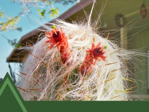 Columnar Cactus Identification: Best Images + A Tested and True Tool ...