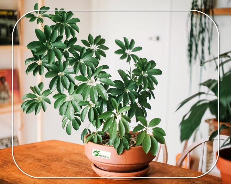 60 Most Common House Plants: Top Indoor Plants in 2025 - InHousePlant ...