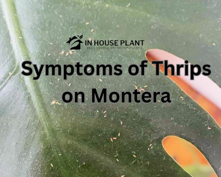 Thrips on Monstera: Hear to my Experiences to Get Rid of Them ...