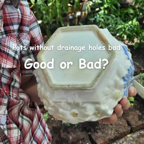 The best practice for Watering plants in pots without drainage ...