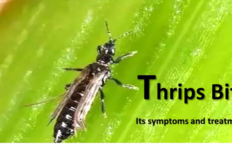 Pest and Diseases - InHousePlant - Your Ultimate Guide to Indoor Gardening