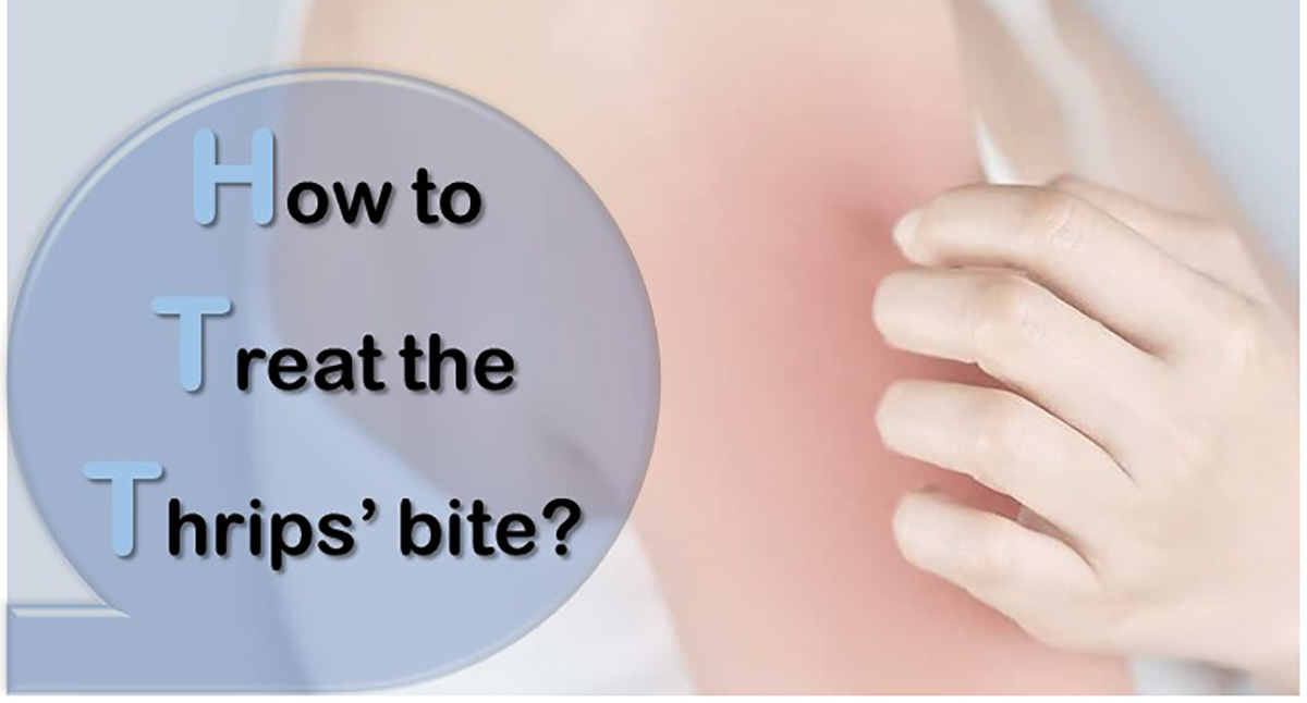 Do Thrips bite? Yes (Symptoms with Pictures + Best Treatments ...