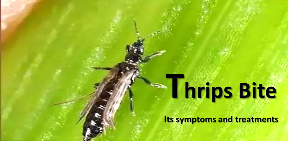 Thrips bite: its symptoms and treatments - InHousePlant - Your Ultimate ...