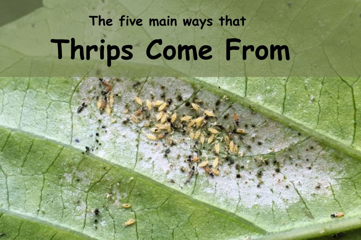 The five main ways that thrips come from - InHousePlant - Your Ultimate ...
