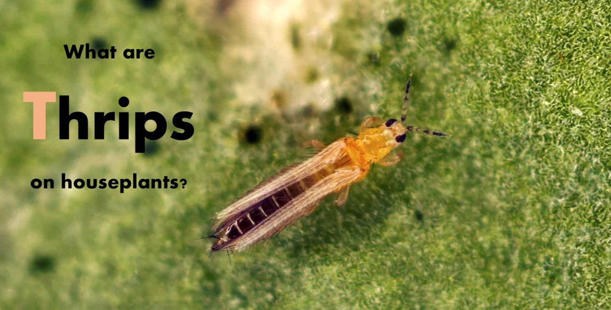 Do Thrips bite? Yes (Symptoms with Pictures + Best Treatments ...