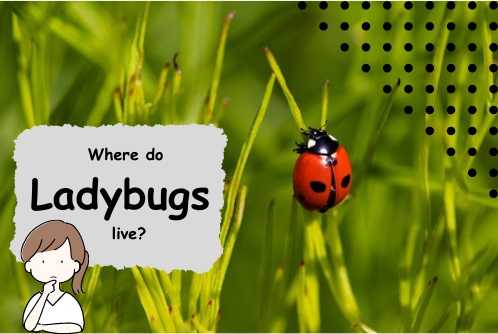 Do Ladybugs Eat Thrips? Tested way to Use Ladybugs (Ladybirds) on ...