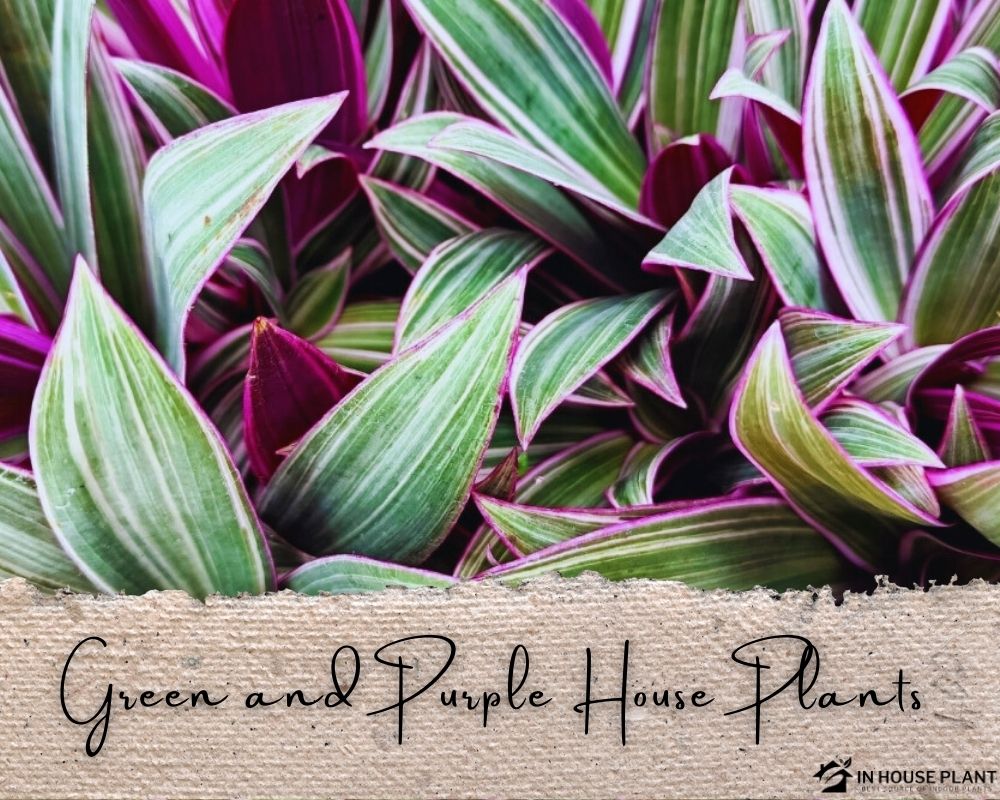 19 Green and Purple House Plants | Images and all things you should ...