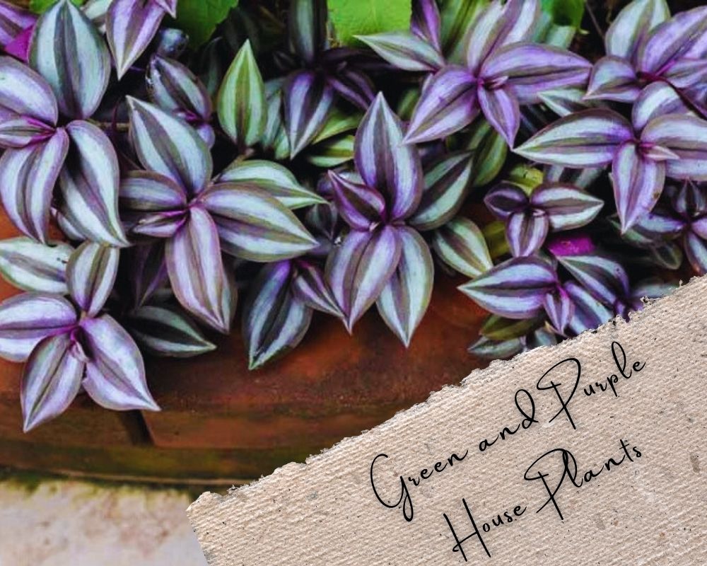 19 Green and Purple House Plants | Images and all things you should ...