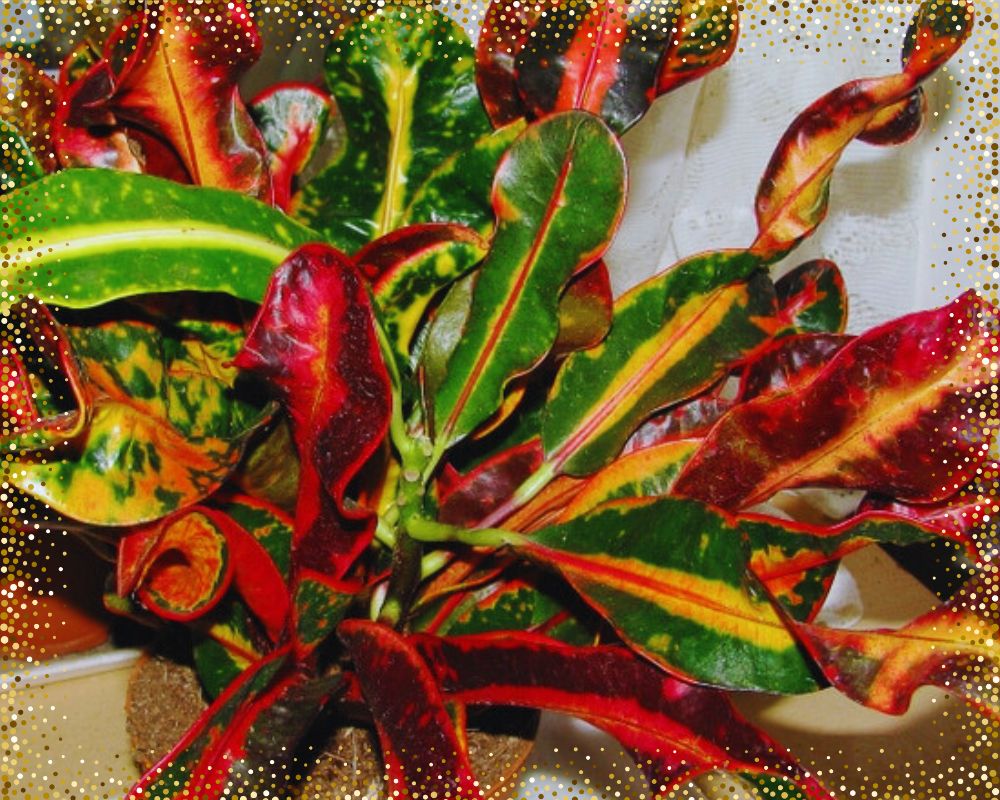 Houseplants with Red and Yellow Leaves: Caring pro tips with their ...