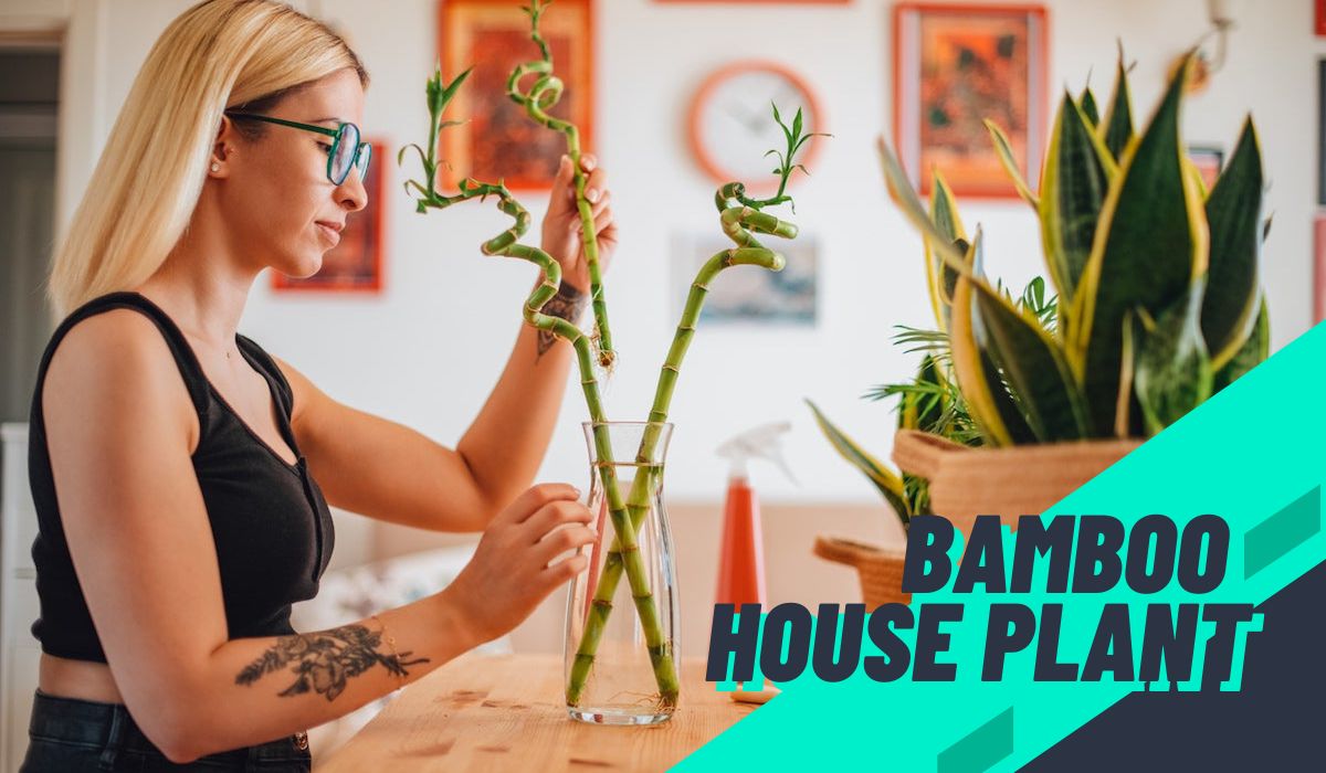 Bamboo House Plant: Pro Tips to Caring for and Propagation ...