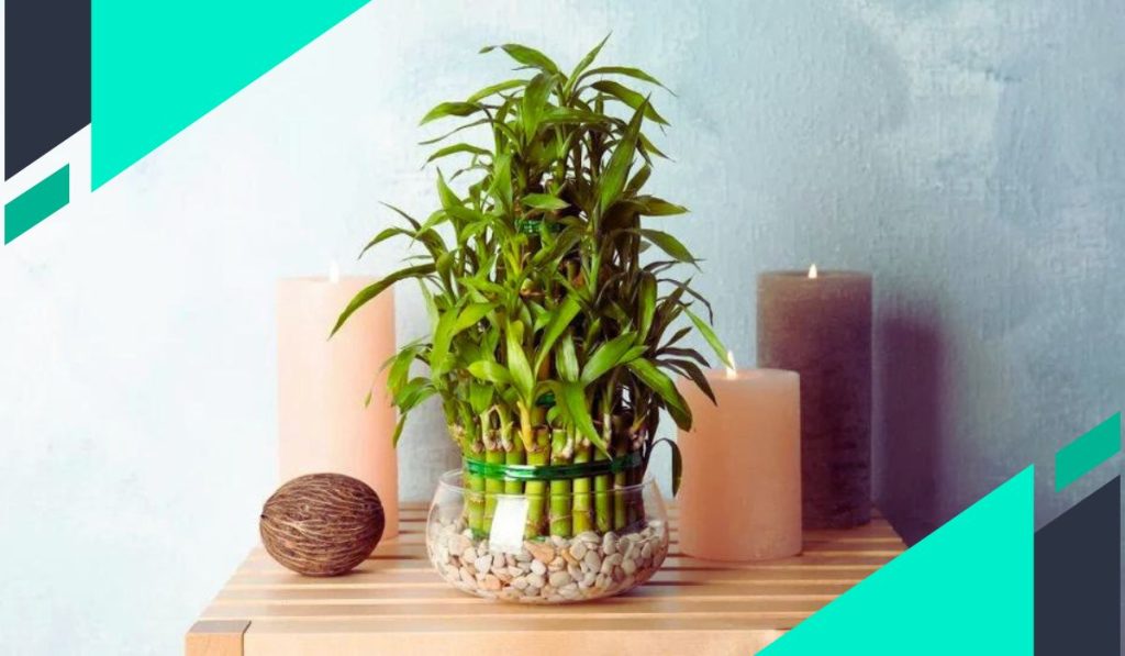 Bamboo House Plant: Pro Tips to Caring for and Propagation ...