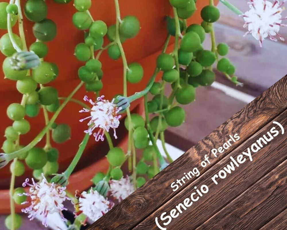 5 House Plants with Small White Flowers: caring points to adding ...