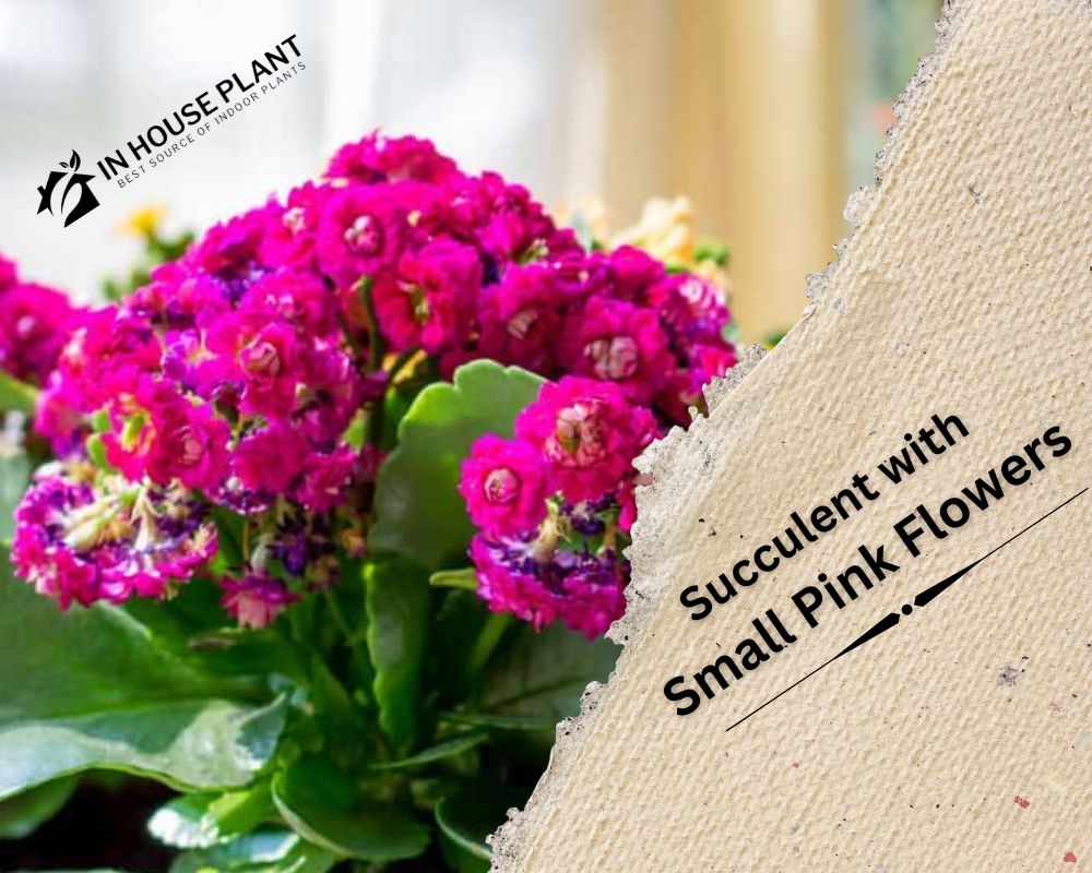 Succulent with Small Pink Flowers: A Delightful Splash of Color ...