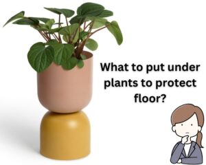 What to Put under Potted Plants? 8 Ideas with images. - InHousePlant ...