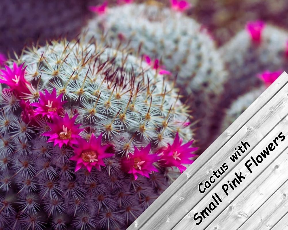 Cactus with Small Pink Flowers: Images and Caring points - InHousePlant ...