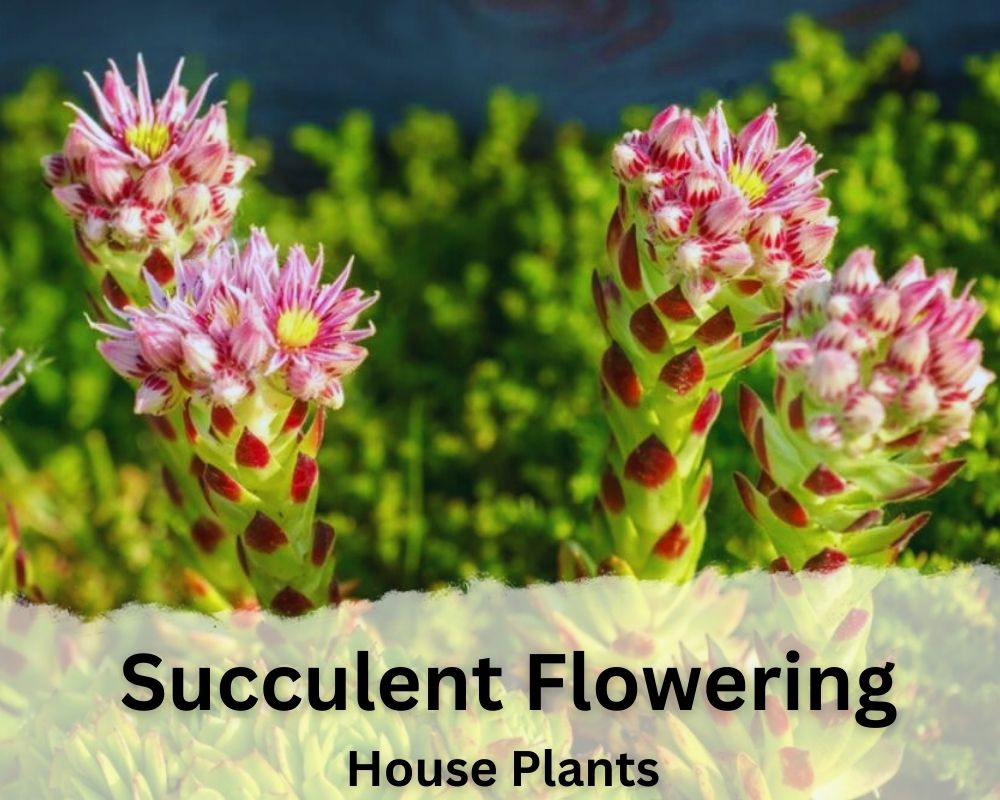 15 Best Succulent Flowering House Plants + Images and Caring Points ...