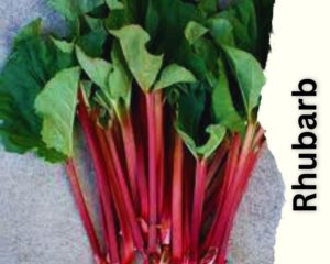 6 Vegetables with Red Stems: Tested Caring Points and Recipe Ideas ...