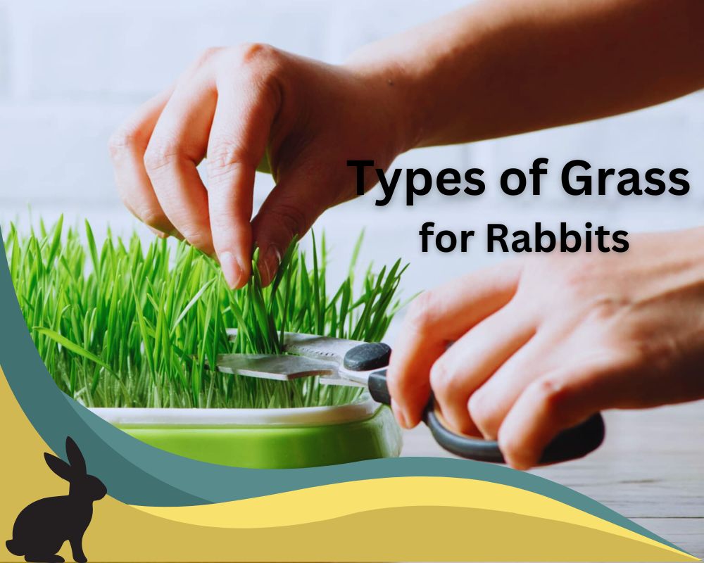 Ultimate Guideline of Timothy Grass for Rabbits: A Nutrient-Rich ...