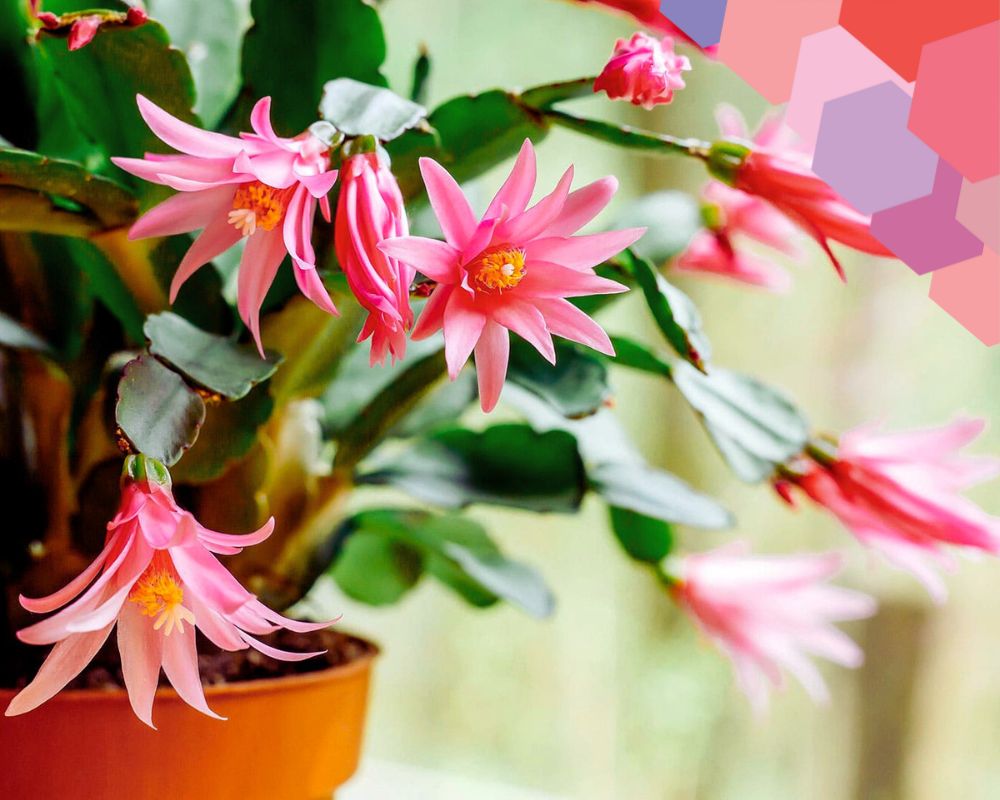 Flowering House Plants: The perfect options | 2024 - InHousePlant ...