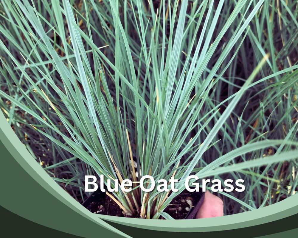 10 Best Tall Indoor Grass Plants - InHousePlant - Your Ultimate Guide ...