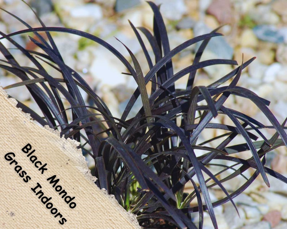 Black Mondo Grass Indoors: All About Growing and Caring for ...