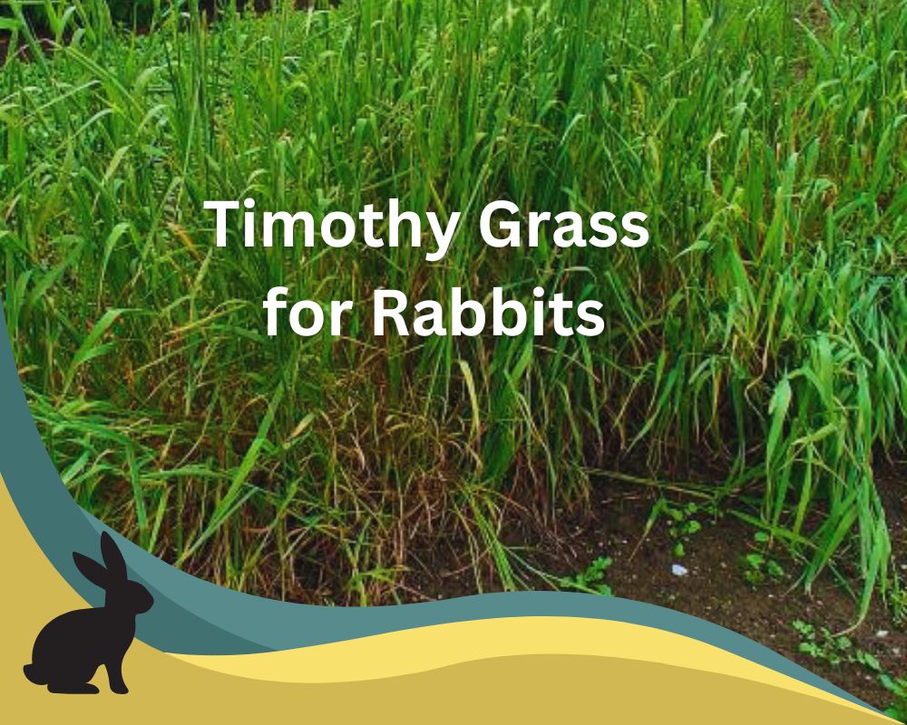 Ultimate Guideline of Timothy Grass for Rabbits: A Nutrient-Rich ...