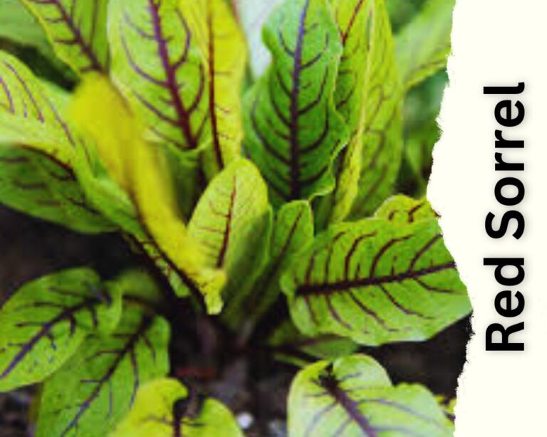 6 Vegetables with Red Stems: Tested Caring Points and Recipe Ideas ...