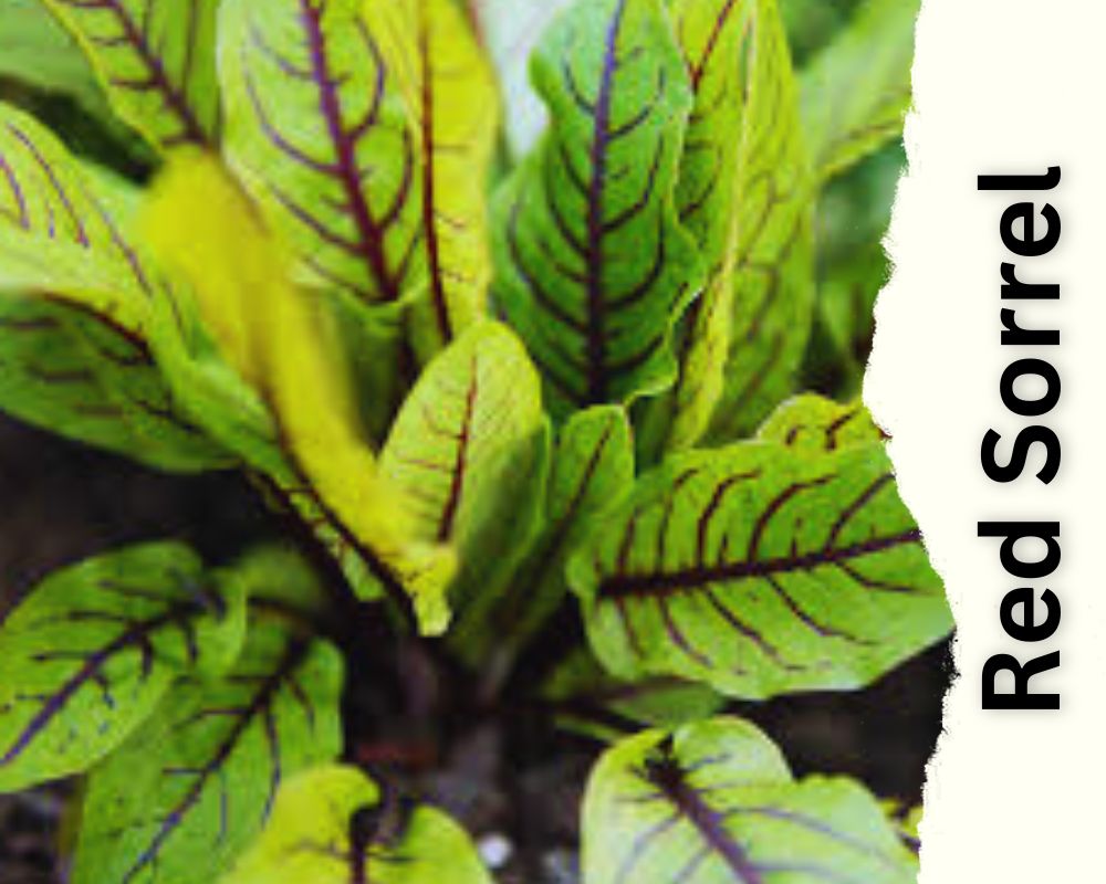 6 Vegetables with Red Stems: Tested Caring Points and Recipe Ideas ...