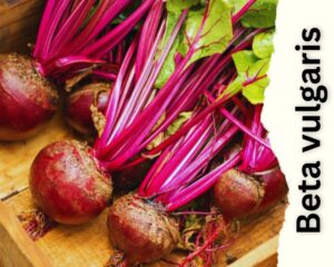 6 Vegetables with Red Stems: Tested Caring Points and Recipe Ideas ...