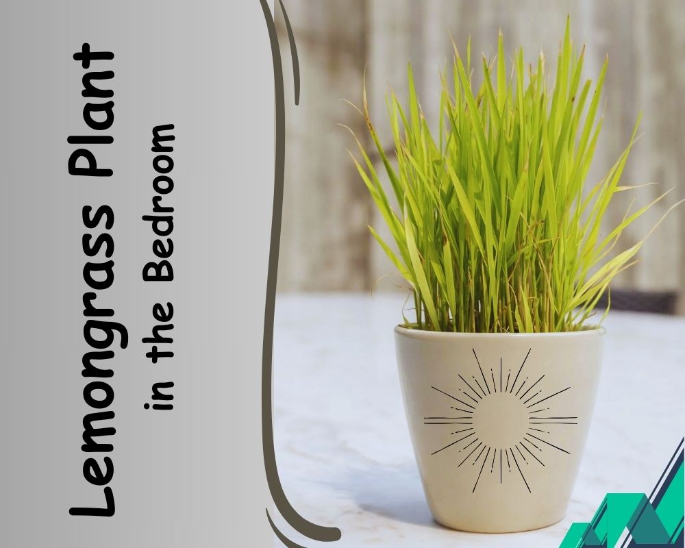 Lemongrass Plant in the Bedroom: 7 Magic Benefits That You Must Know ...