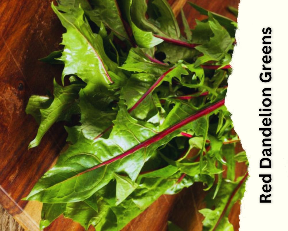 6 Vegetables with Red Stems: Tested Caring Points and Recipe Ideas ...