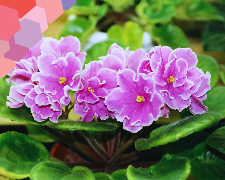 Flowering House Plants: The perfect options | 2024 - InHousePlant ...