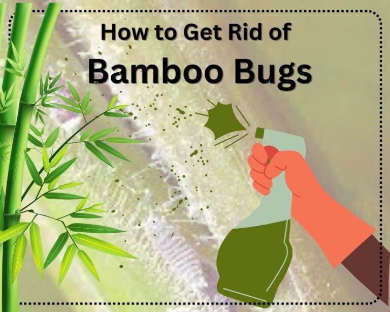 8 Lucky Bamboo Pests: Identify by Images and Get Rid of Them ...