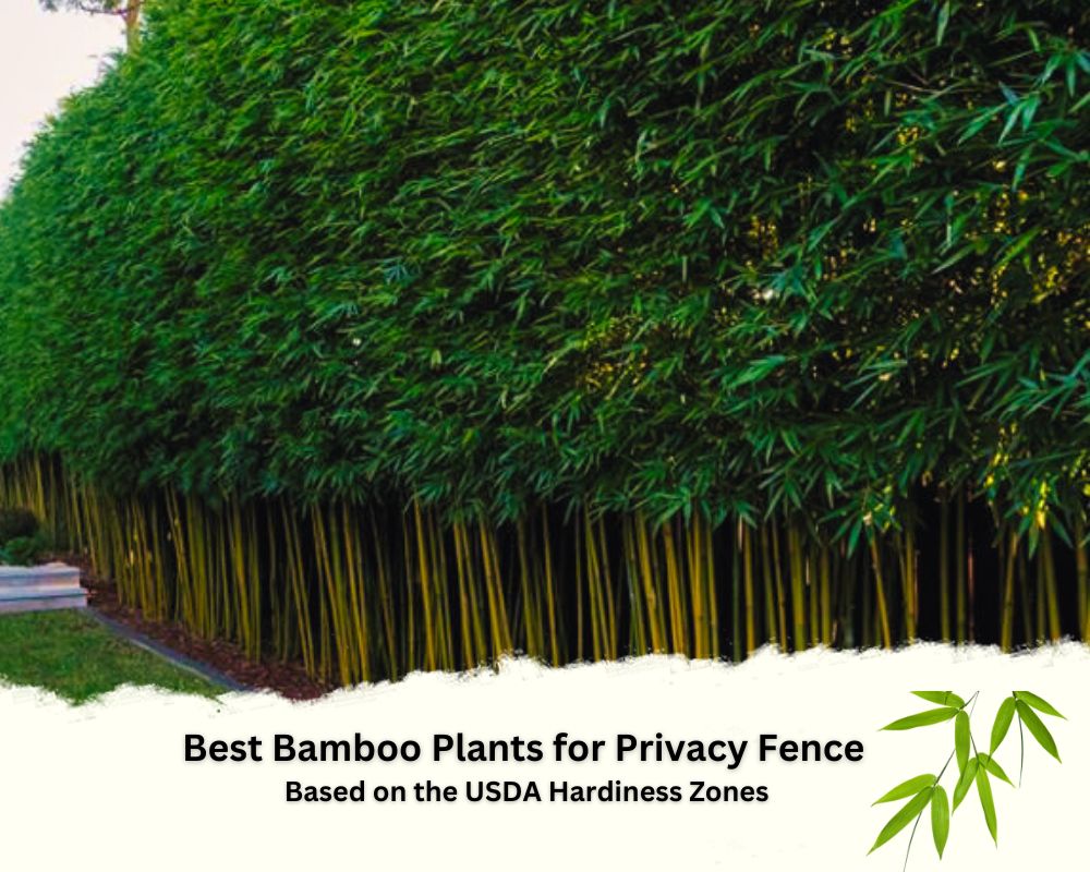 Best Bamboo Plants for Privacy Fence | Top 10 Bamboo for Privacy Hedge ...